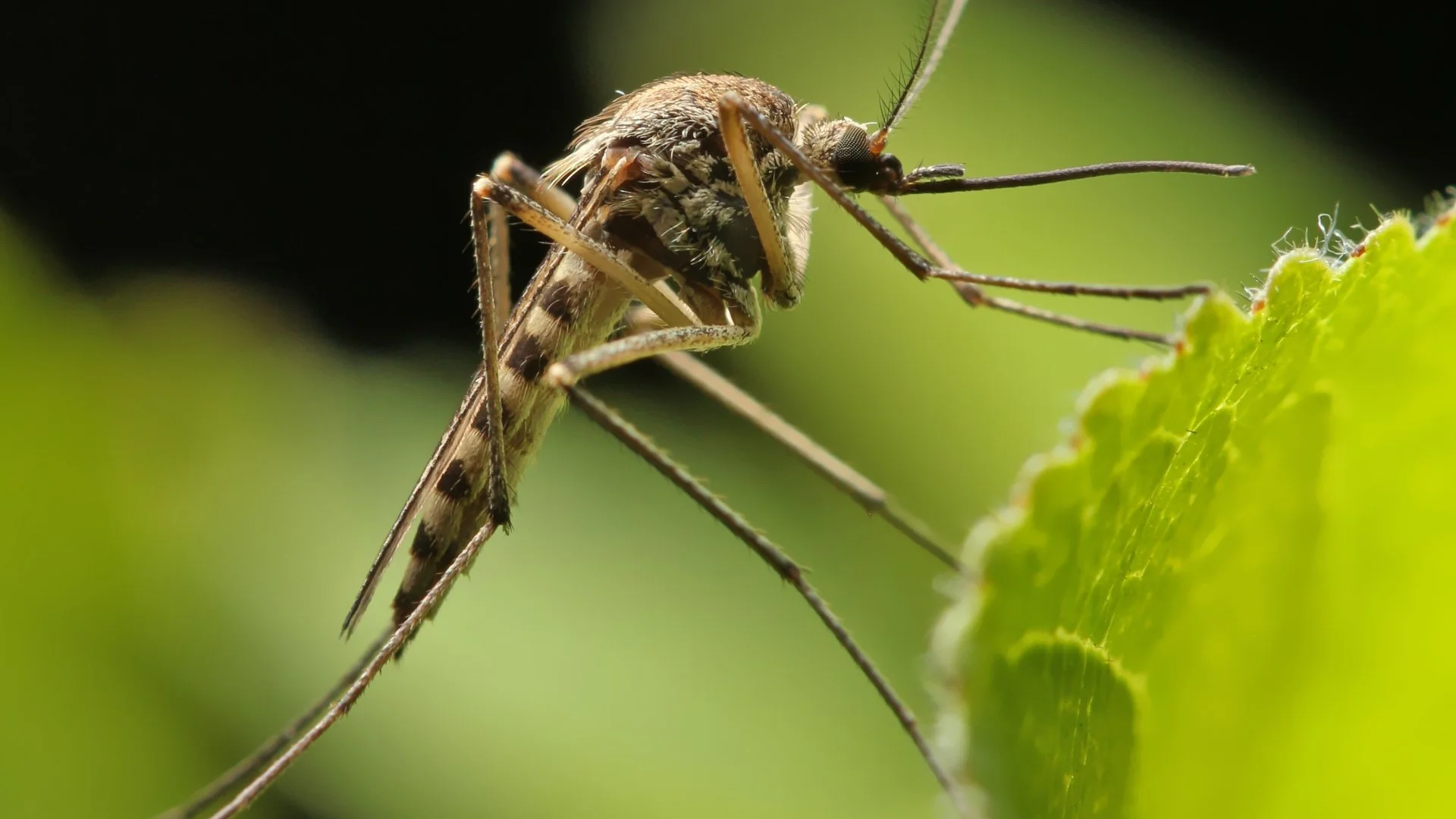 Is More Than One Treatment Necessary to Control Mosquitoes? | A+ Lawn ...