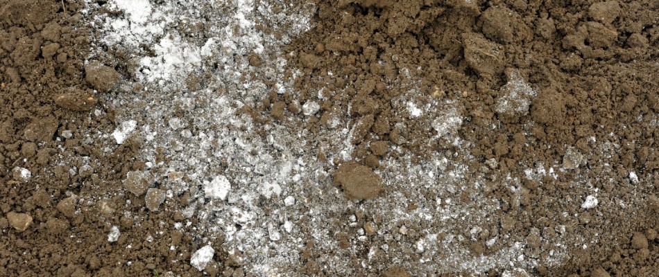 How to Tell if Your Lawn Needs a Lime Treatment | A+ Lawn & Landscape