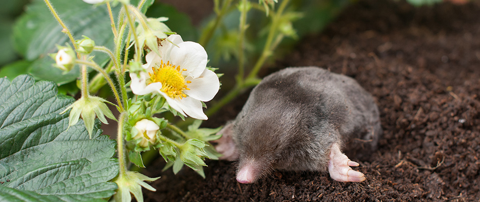 Moles vs Voles - Which Critter Is Destroying Your Lawn? | A+ Lawn ...