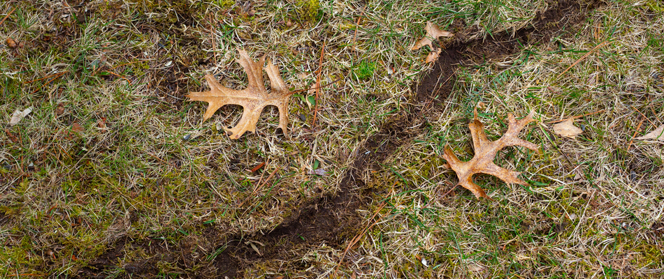 Keep Your Eyes Out for Vole Activity in Your Garden in Early Spring ...