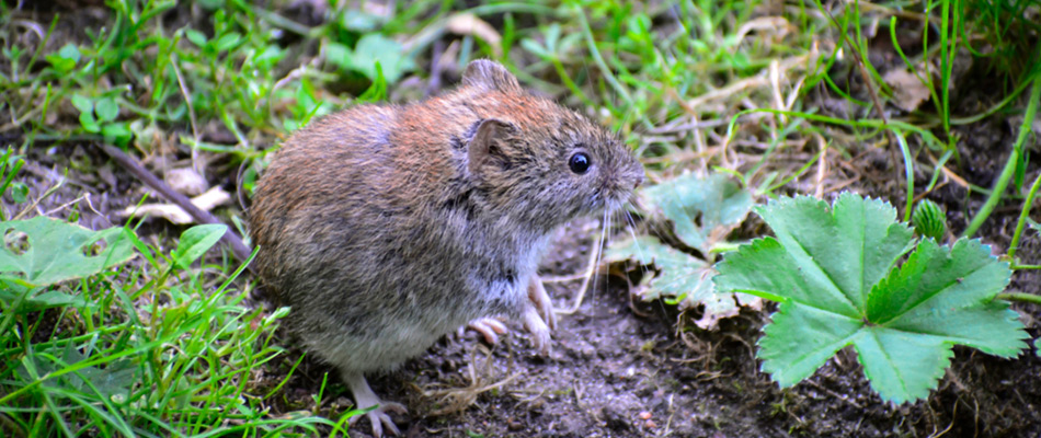 Moles vs Voles - Which Critter Is Destroying Your Lawn? | A+ Lawn ...